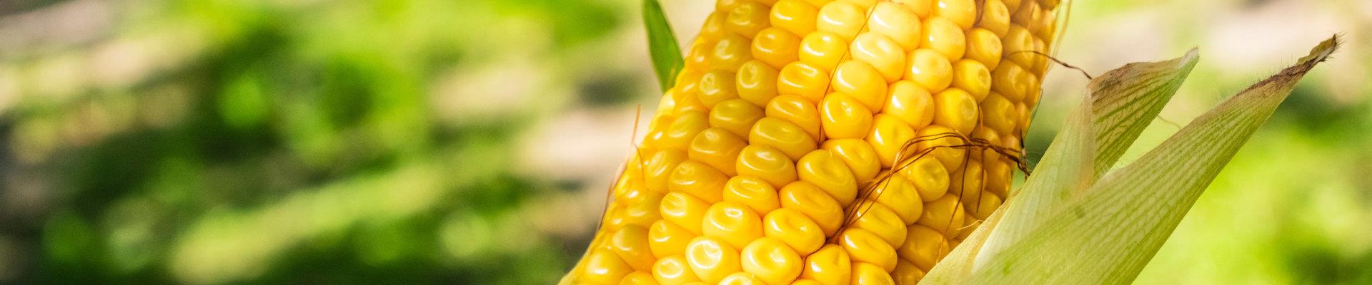 Grain Grading Equipment – Corn Belt Testing