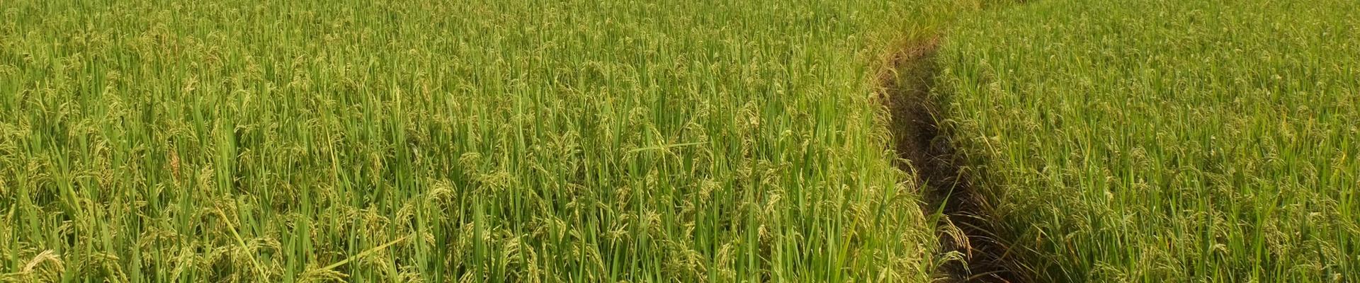 GAC-2100 AGRI – Corn Belt Testing