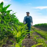 Measuring Corn Stalk Strength – Corn Belt Testing